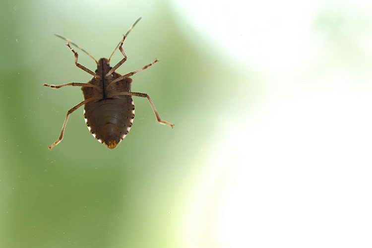 Walker's Termite & Pest Control: Home Page