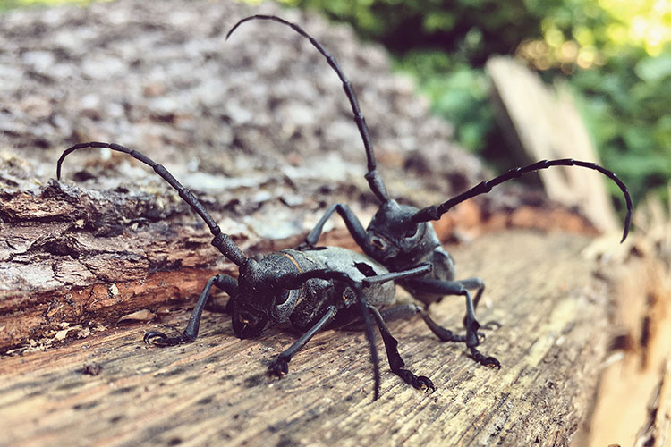 Walker's Termite & Pest Control: Home Page