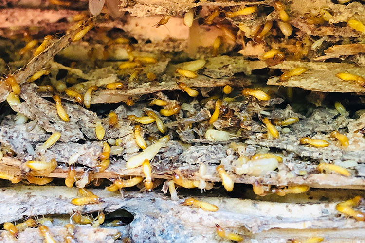 Walker's Termite & Pest Control: Home Page