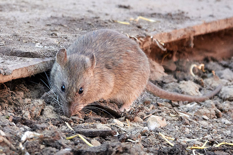 Walker's Termite & Pest Control: Home Page