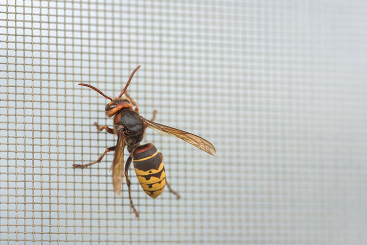 Walker's Termite & Pest Control: Home Page